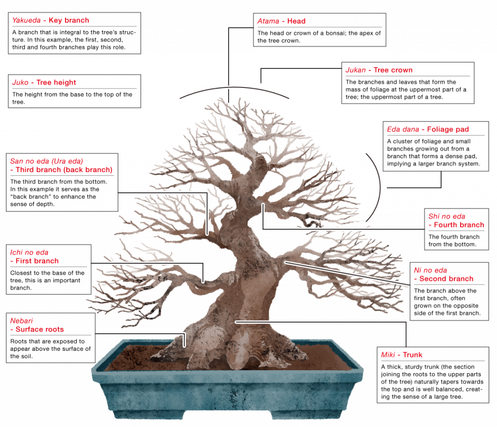 Creating bonsai